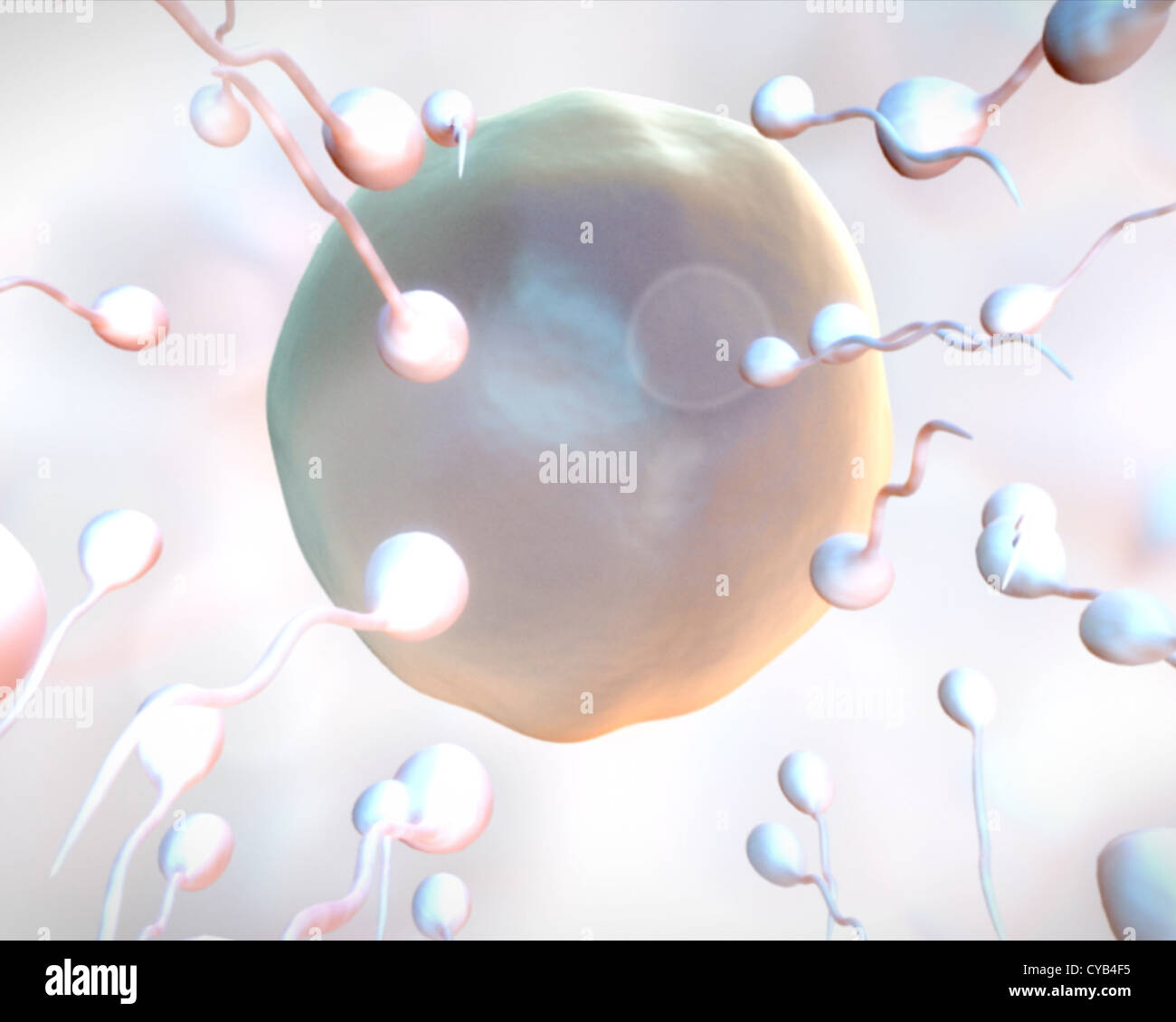 Egg being fertilized Stock Photo - Alamy