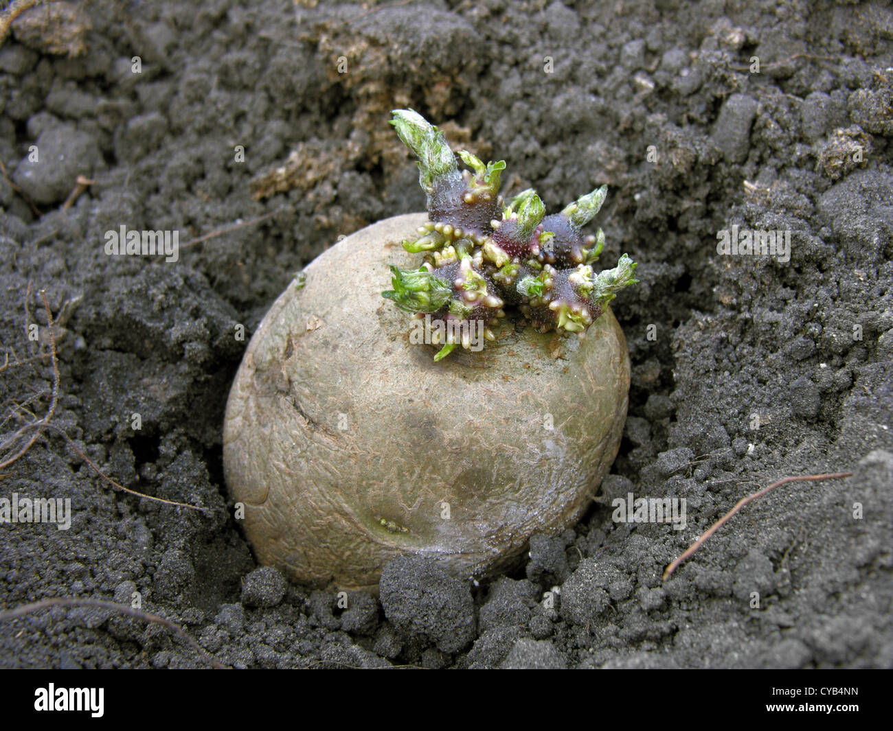 prepared germinating potato in the planting process Stock Photo - Alamy