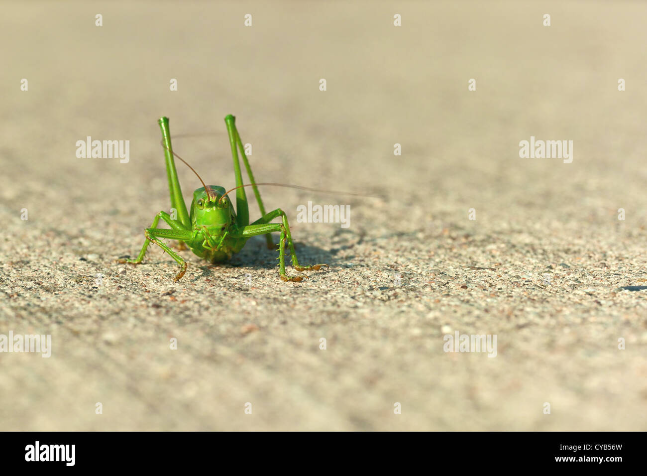 Ground hopper hi-res stock photography and images - Alamy