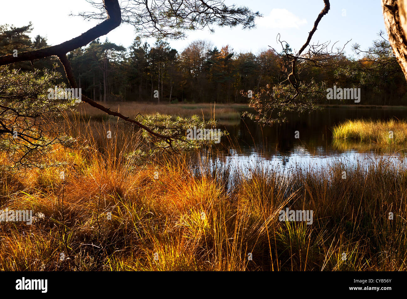 Pond pine tree hi-res stock photography and images - Alamy