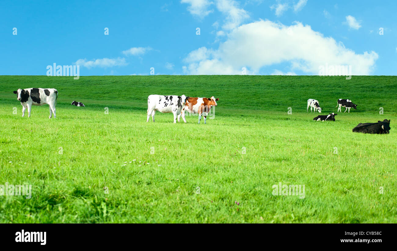 Red holstein cattle hi-res stock photography and images - Alamy