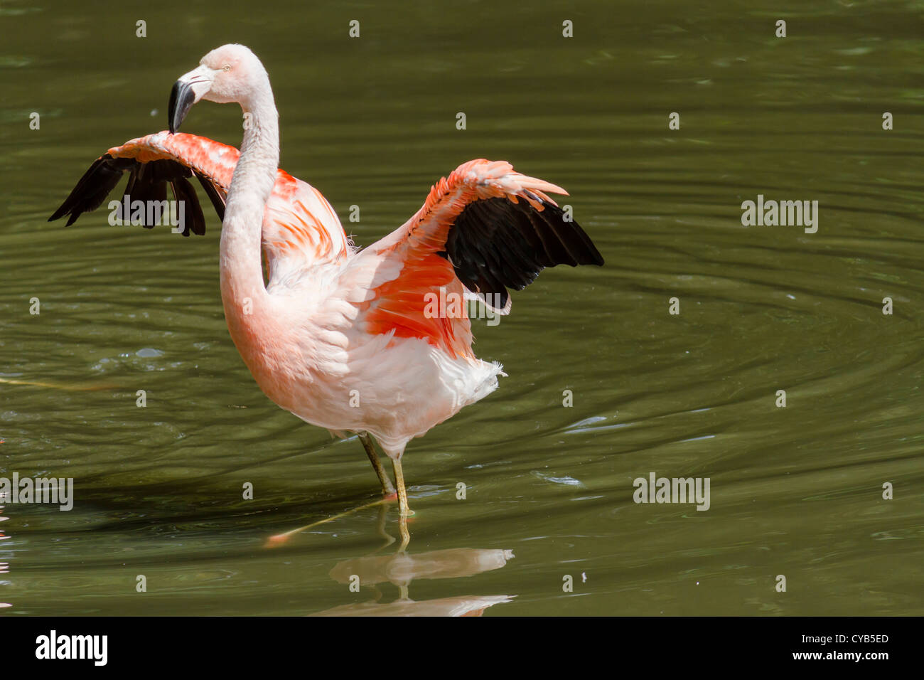 Flamingo stretching hi-res stock photography and images - Alamy