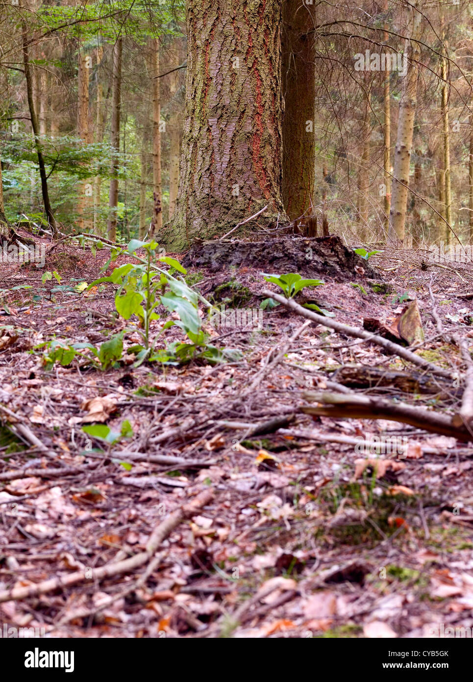 The mixed forest (douglas tree, in the back spruce and beech), summer ...