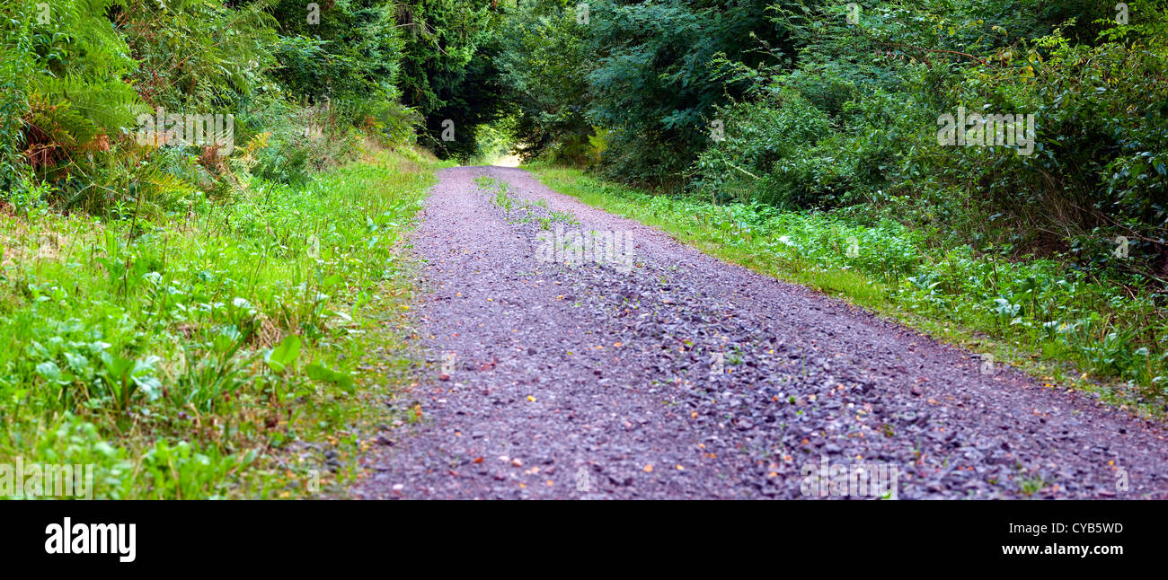 A break stone road in the mixed forest (beech, oak ), summer, Saarland ...