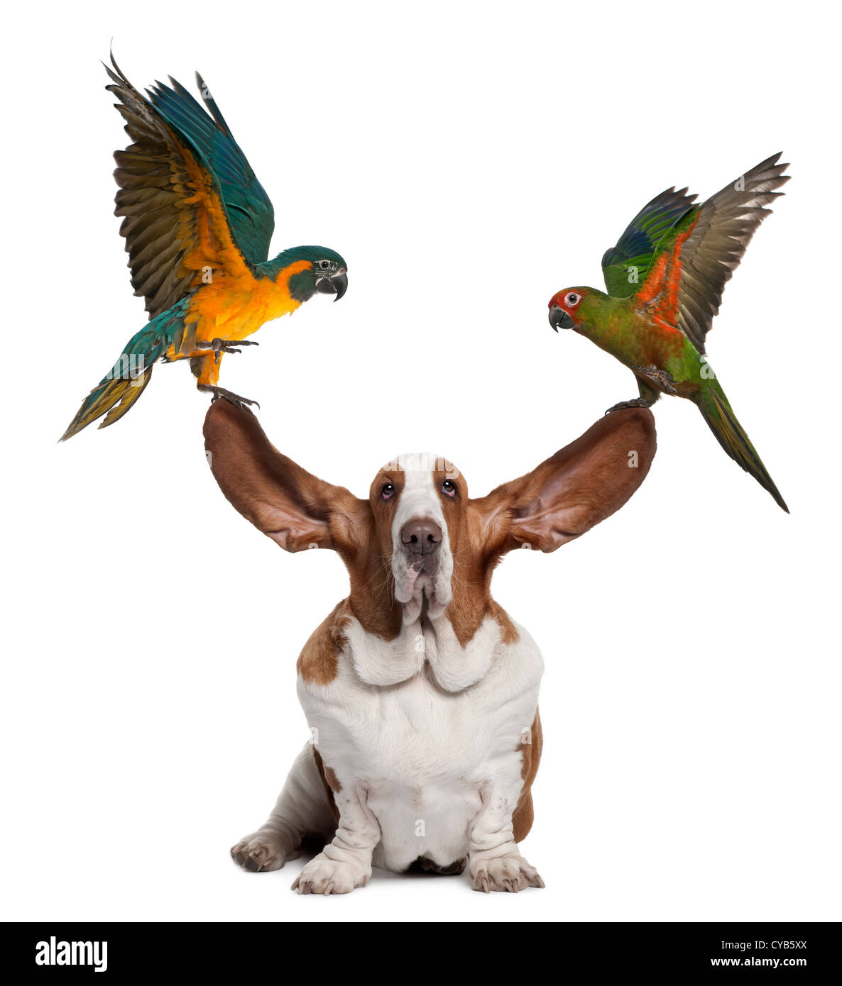 Blue throated Macaw and Golden capped parakeet pulling up the ears of ...