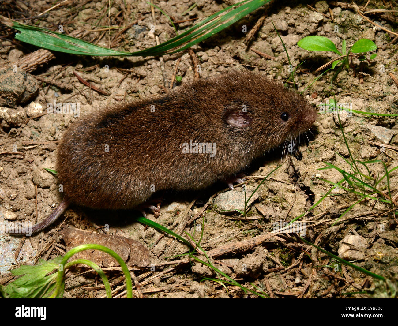 European Pine Vole (Microtus subterraneus Stock Photo - Alamy