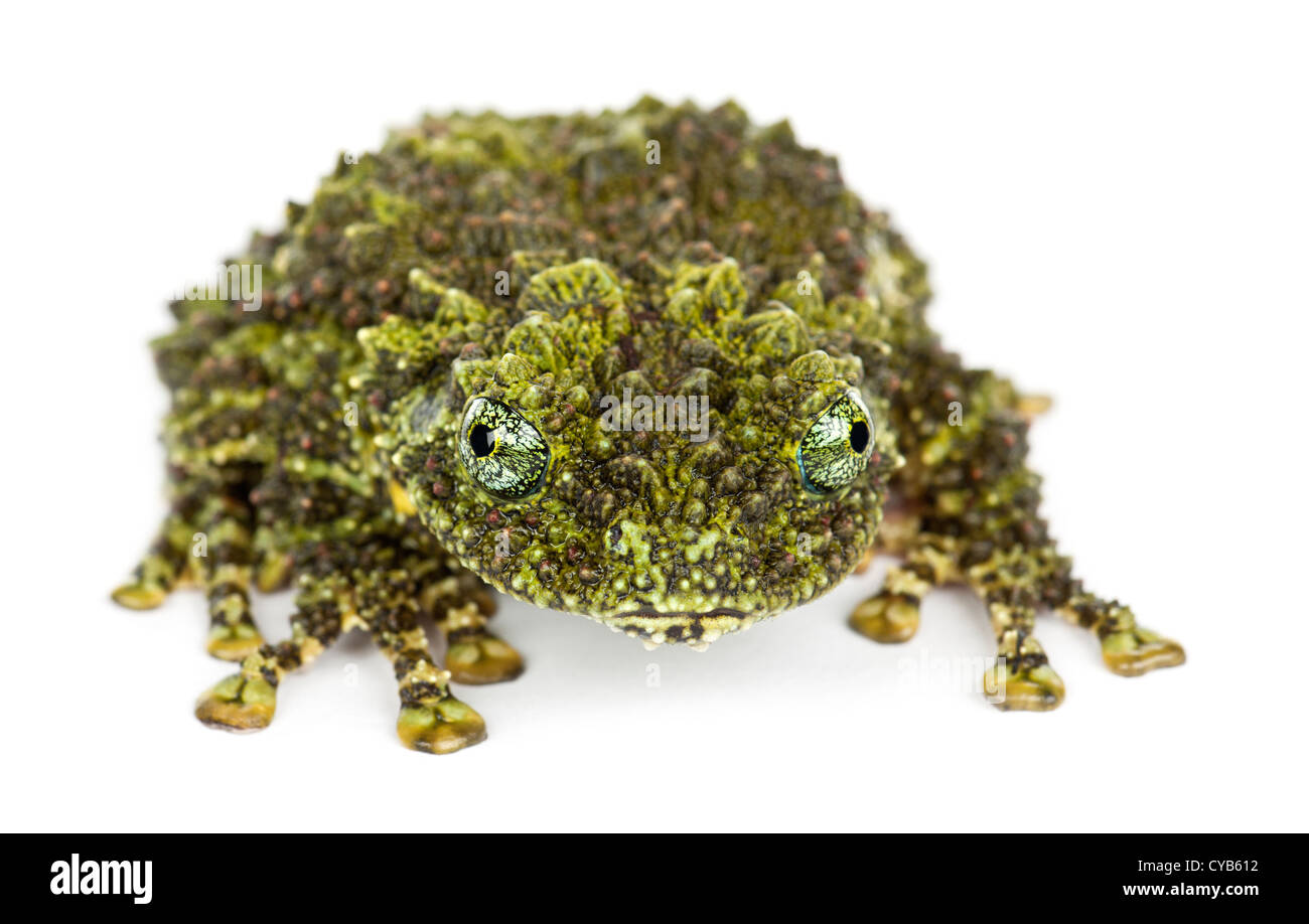 Mossy Frog, Theloderma corticale, also known as a Vietnamese Mossy Frog ...