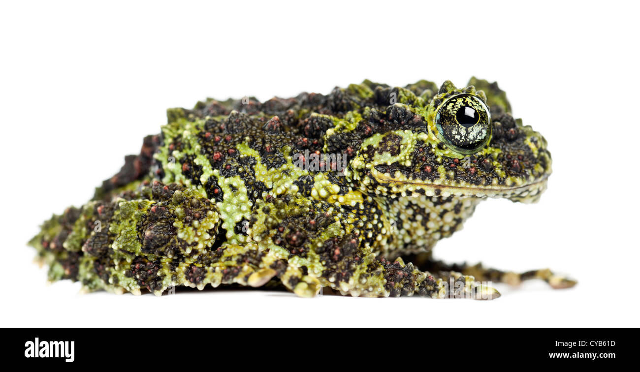 Tonkin bug eyed frog Cut Out Stock Images & Pictures - Alamy