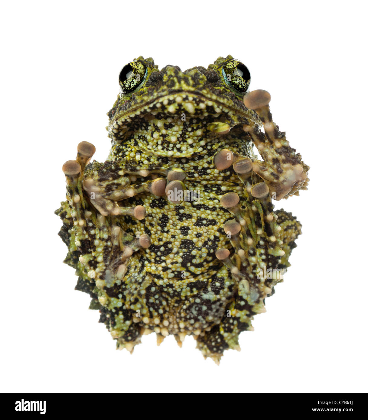 Bug eyed frog theloderma corticale hi-res stock photography and images ...