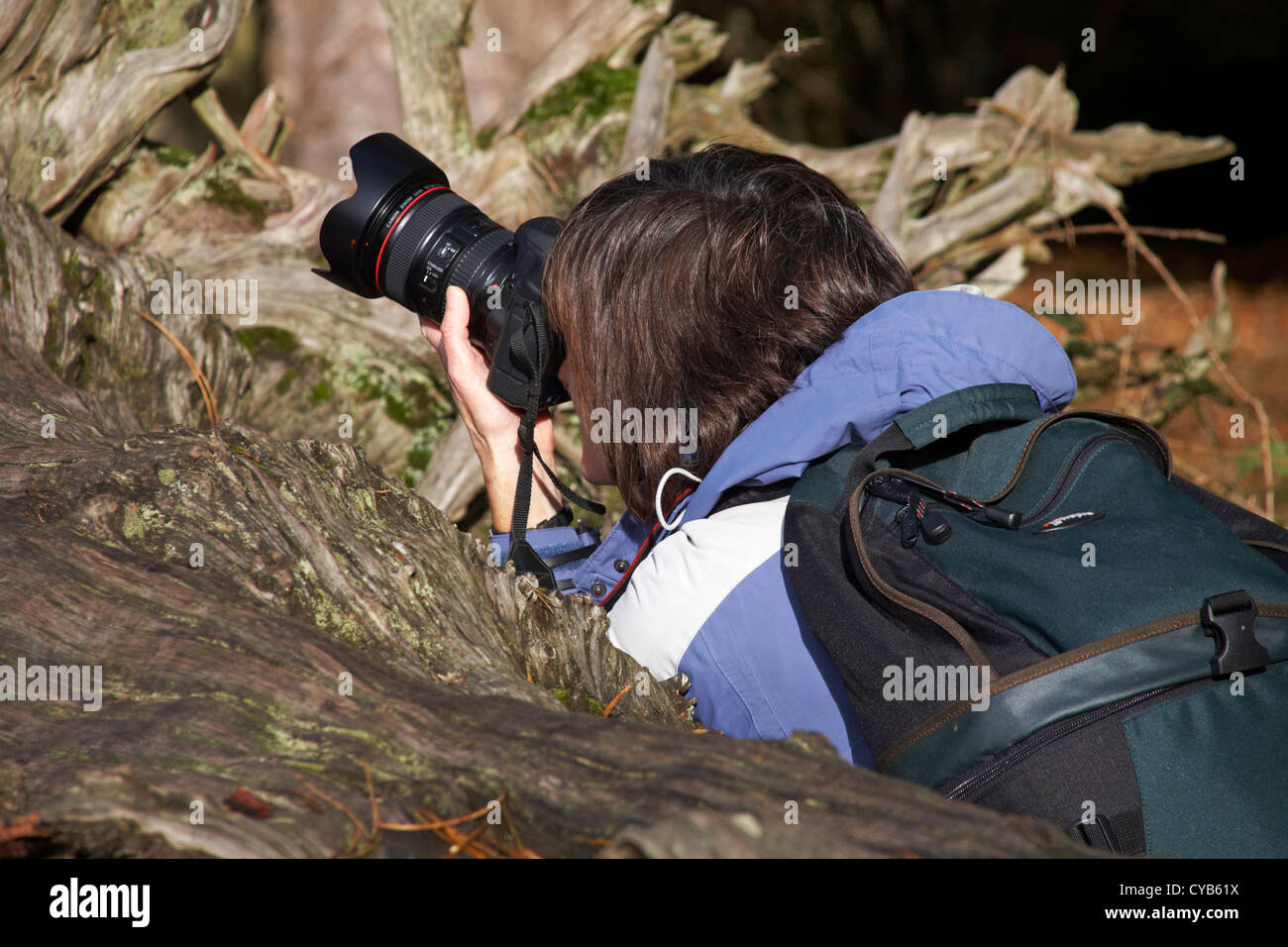 Photographer photographing tree texture detail with Canon zoom lens at ...