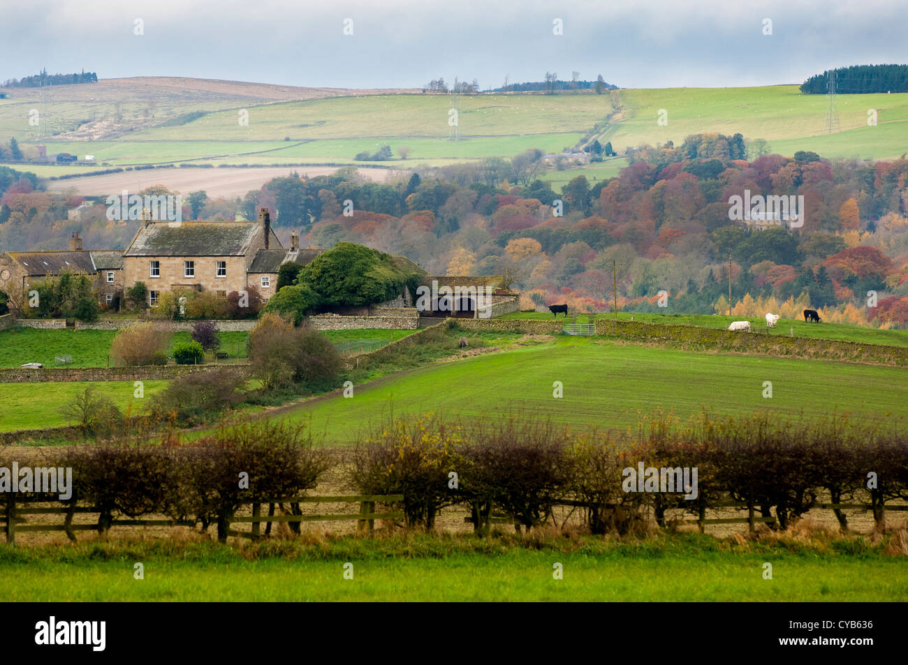 Uk hedge farm hi-res stock photography and images - Alamy