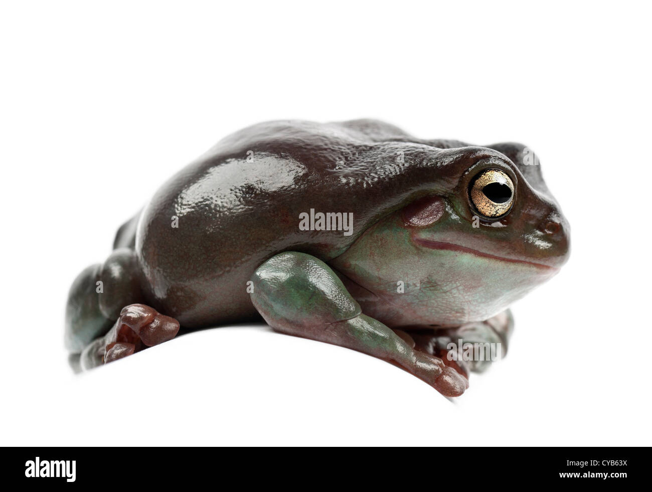 Dumpy frog hi-res stock photography and images - Alamy