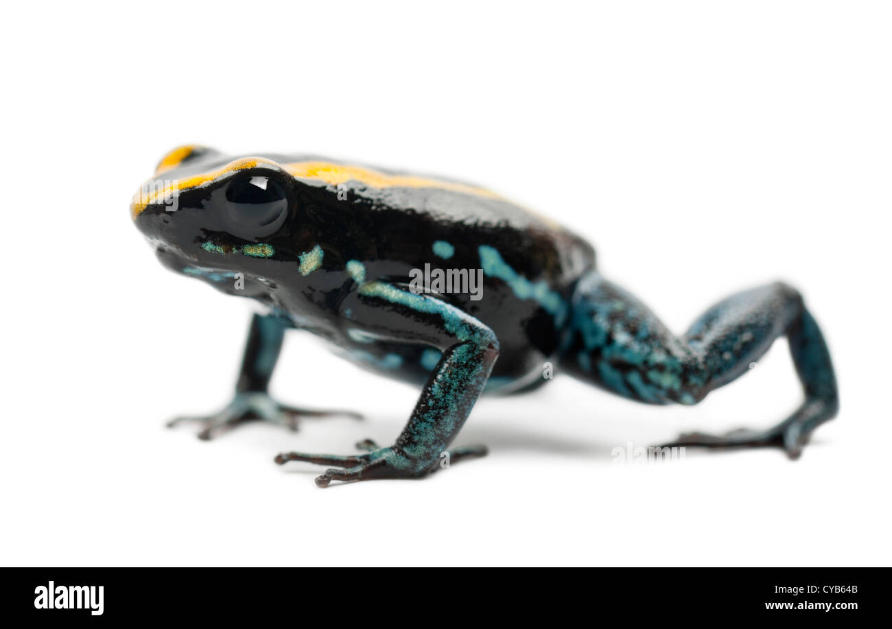Golfodulcean Poison Frog, Phyllobates vittatus, portrait against white ...