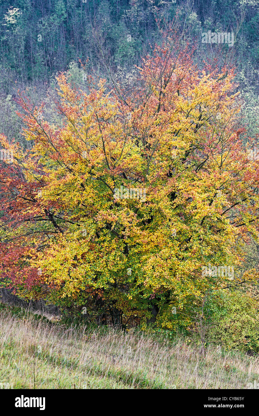 Beech tree in autumn Stock Photo - Alamy
