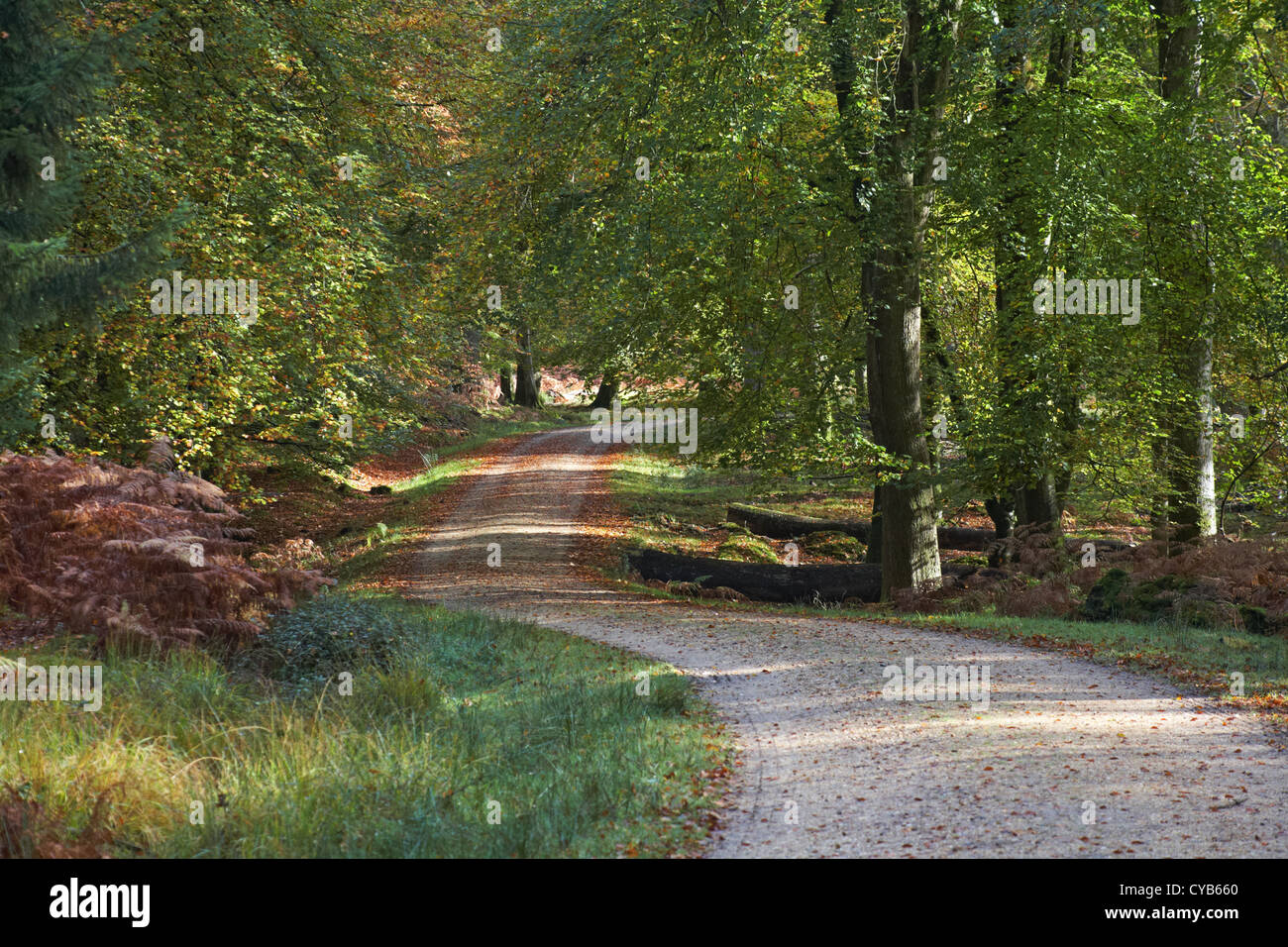 Bolderwood autumn trees pathway path hi-res stock photography and ...
