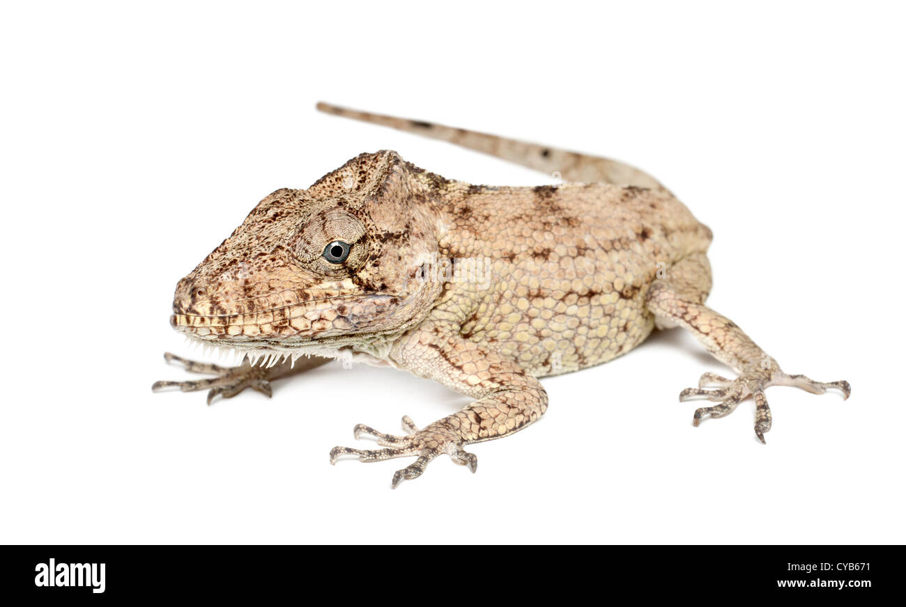 Bearded anole hi-res stock photography and images - Alamy