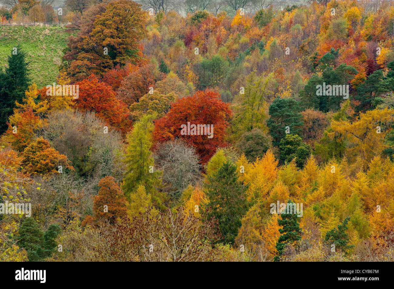 Autumn hills and trees Stock Photo - Alamy