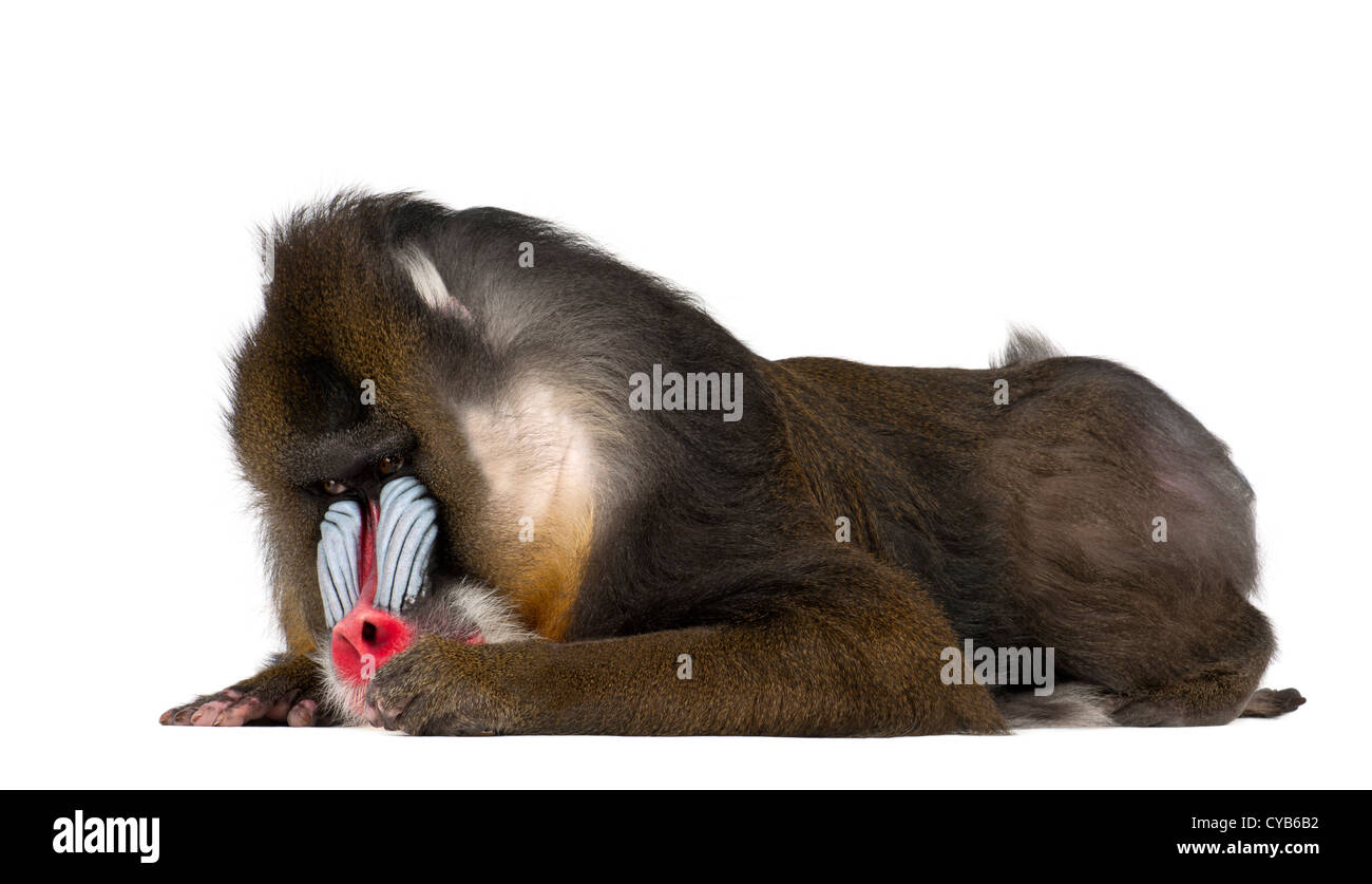 Mandrill mandrillus sphinx side view Cut Out Stock Images & Pictures ...