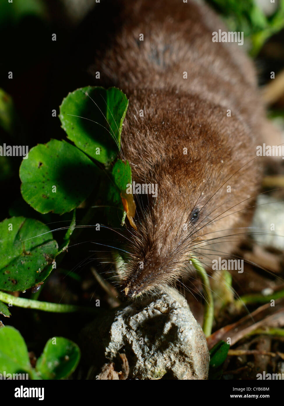 The pygmy shrew Stock Photo - Alamy