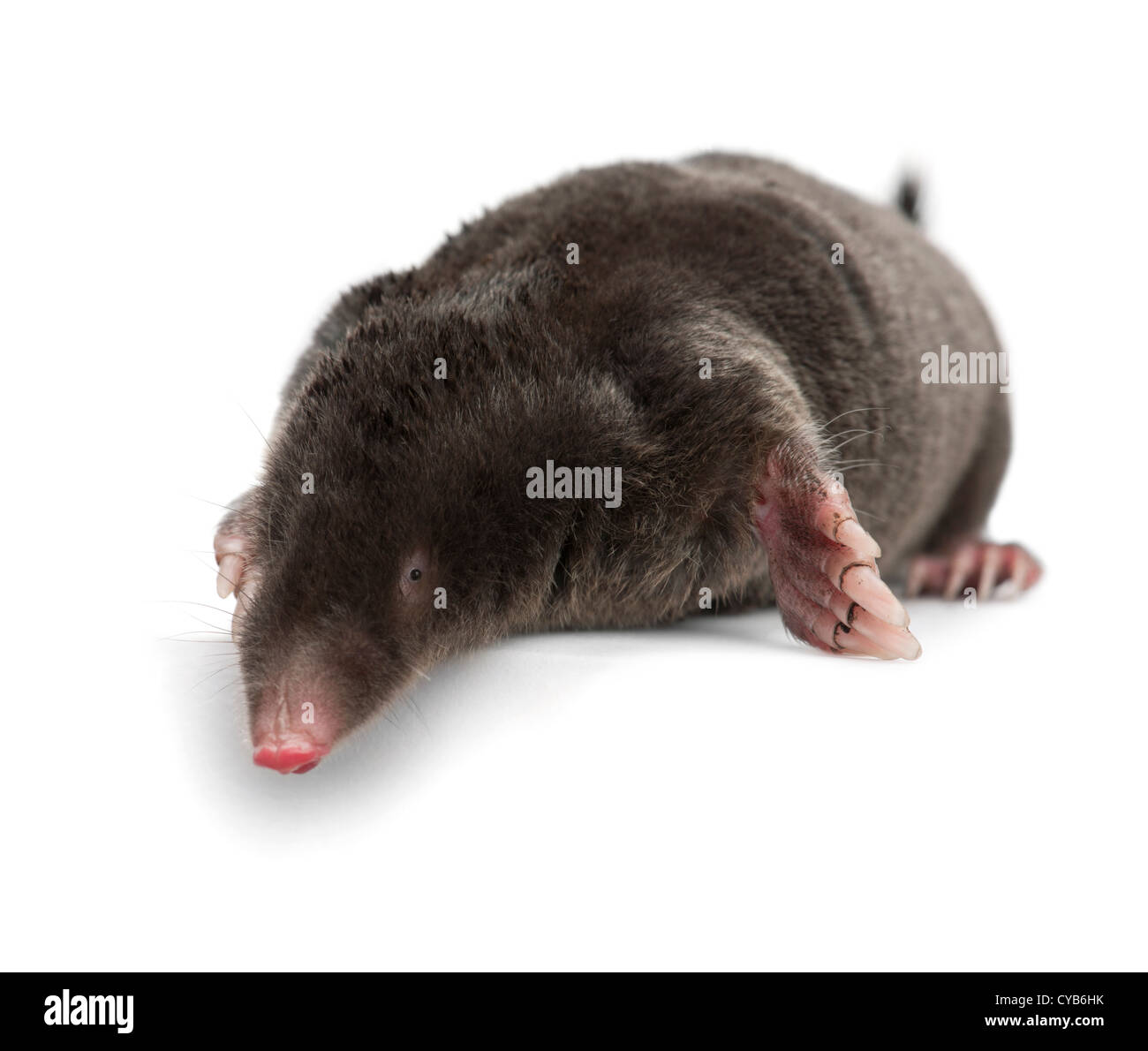 European Mole, Talpa europaea, against white background Stock Photo - Alamy