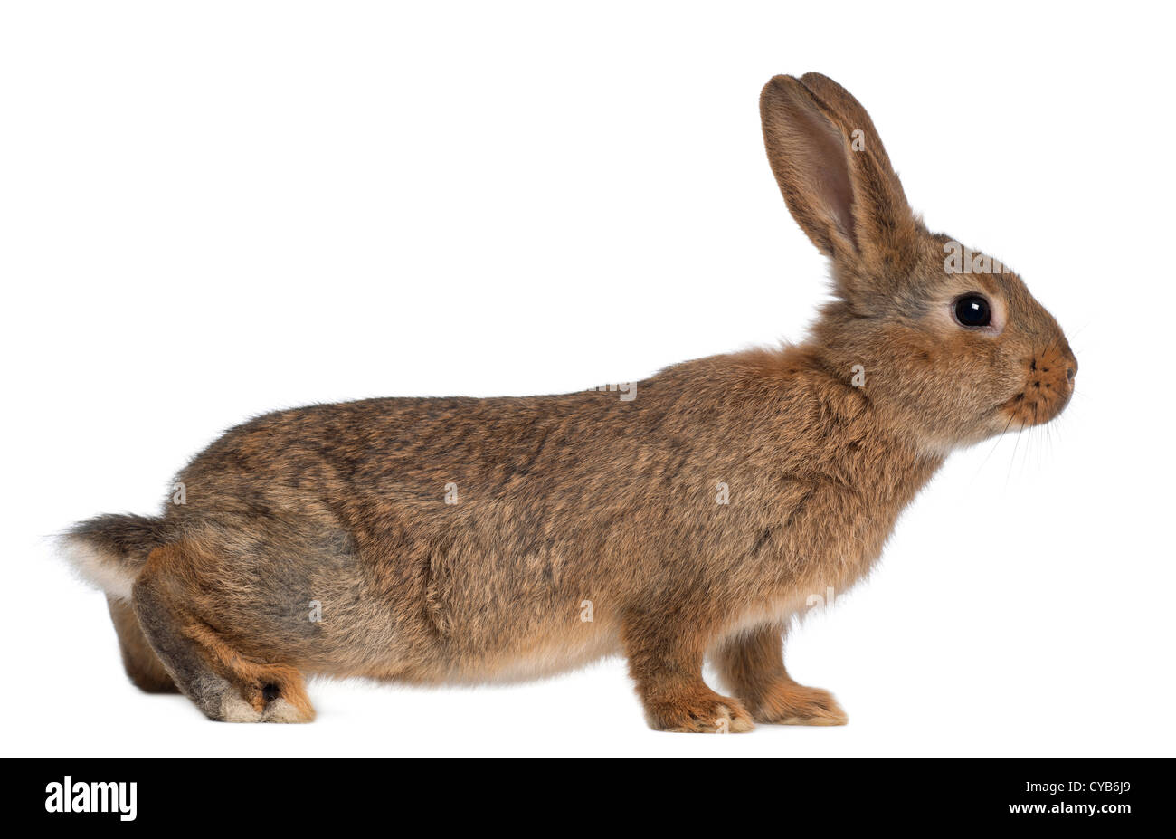 Rabbit against white background Stock Photo - Alamy