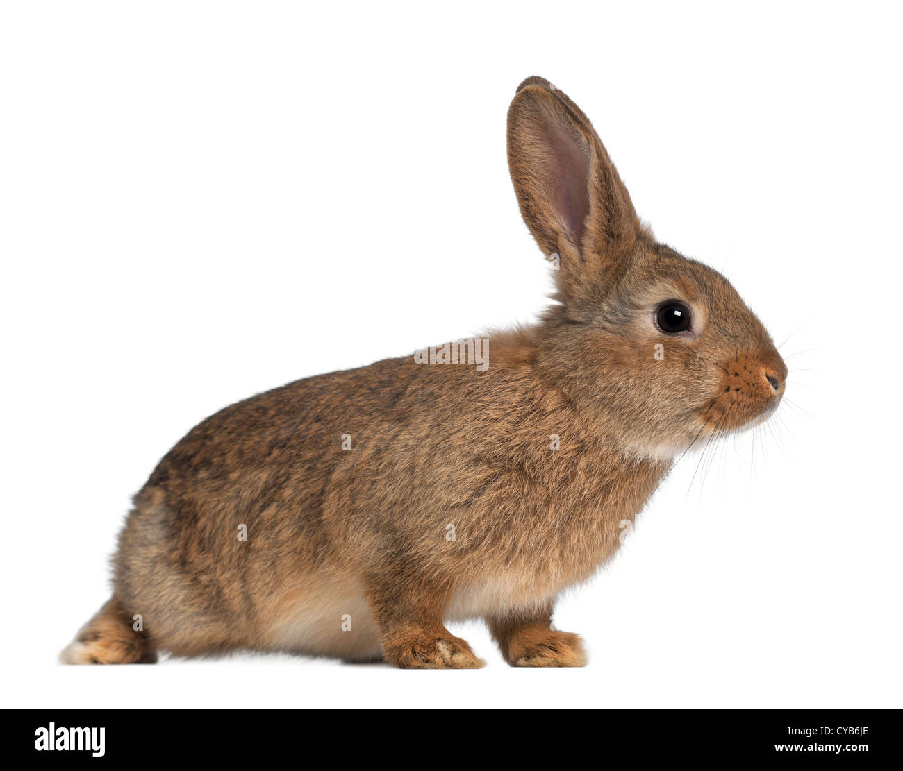 Rabbit sitting against white background Stock Photo - Alamy