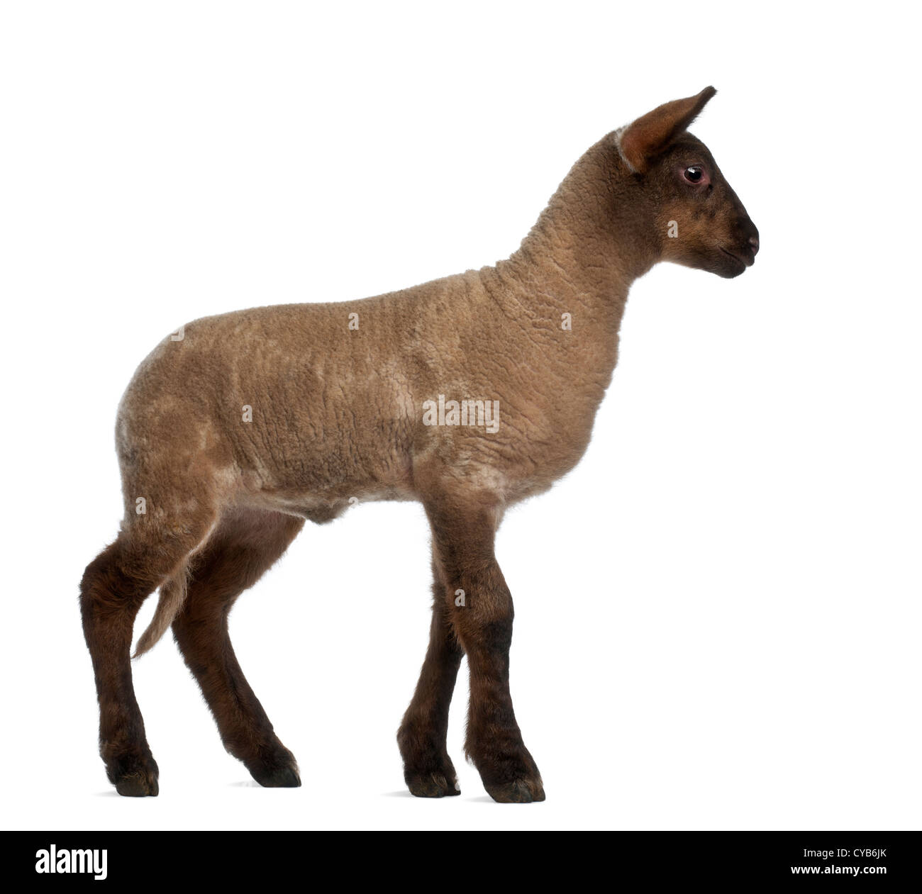 Lamb standing against white background Stock Photo - Alamy Lamb standing against white background Stock Photo - Alamy