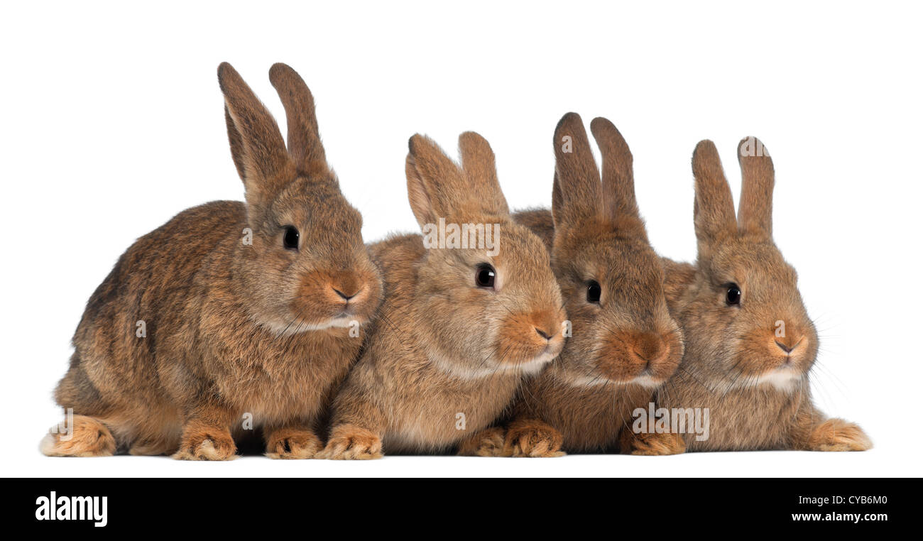 Four rabbits against white background Stock Photo - Alamy