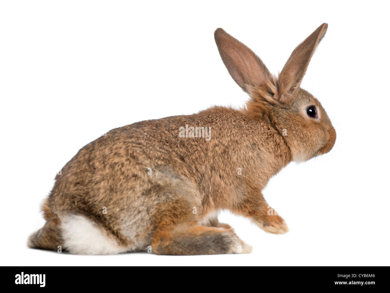 Rabbit rear view hi-res stock photography and images - Alamy