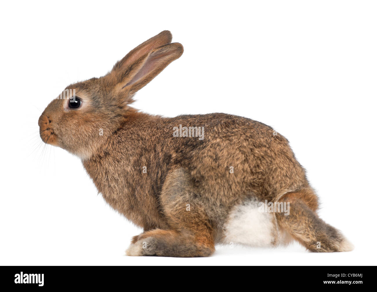 Rear view of rabbit against white background Stock Photo - Alamy