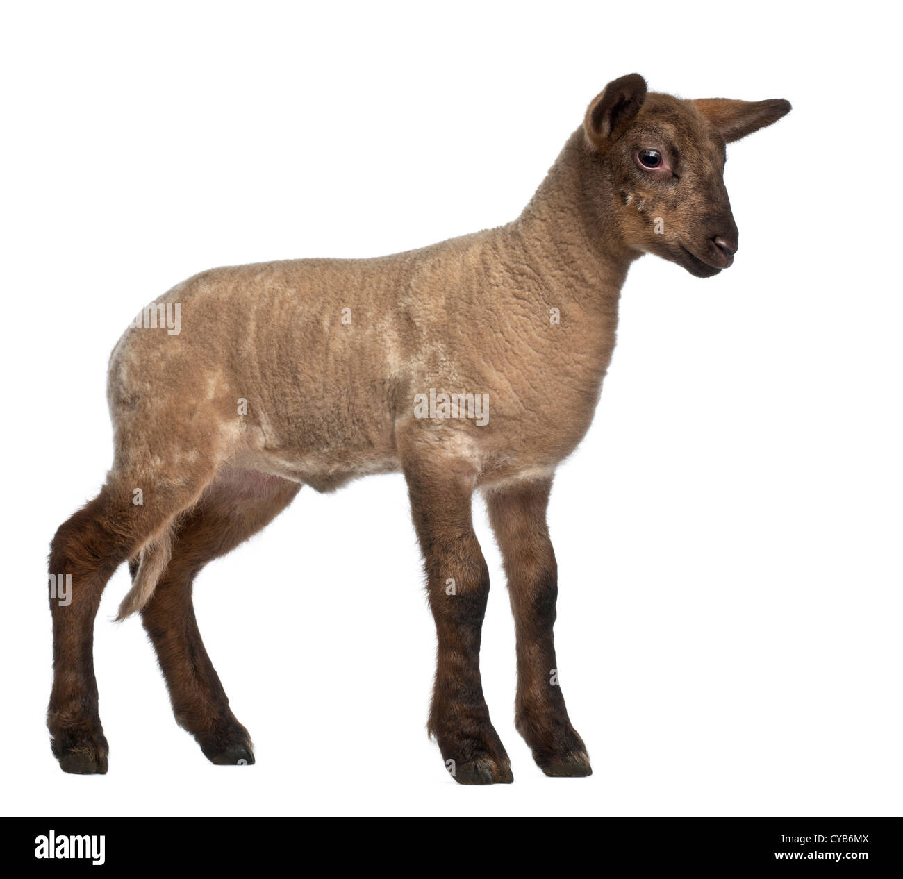 Lamb standing against white background Stock Photo - Alamy