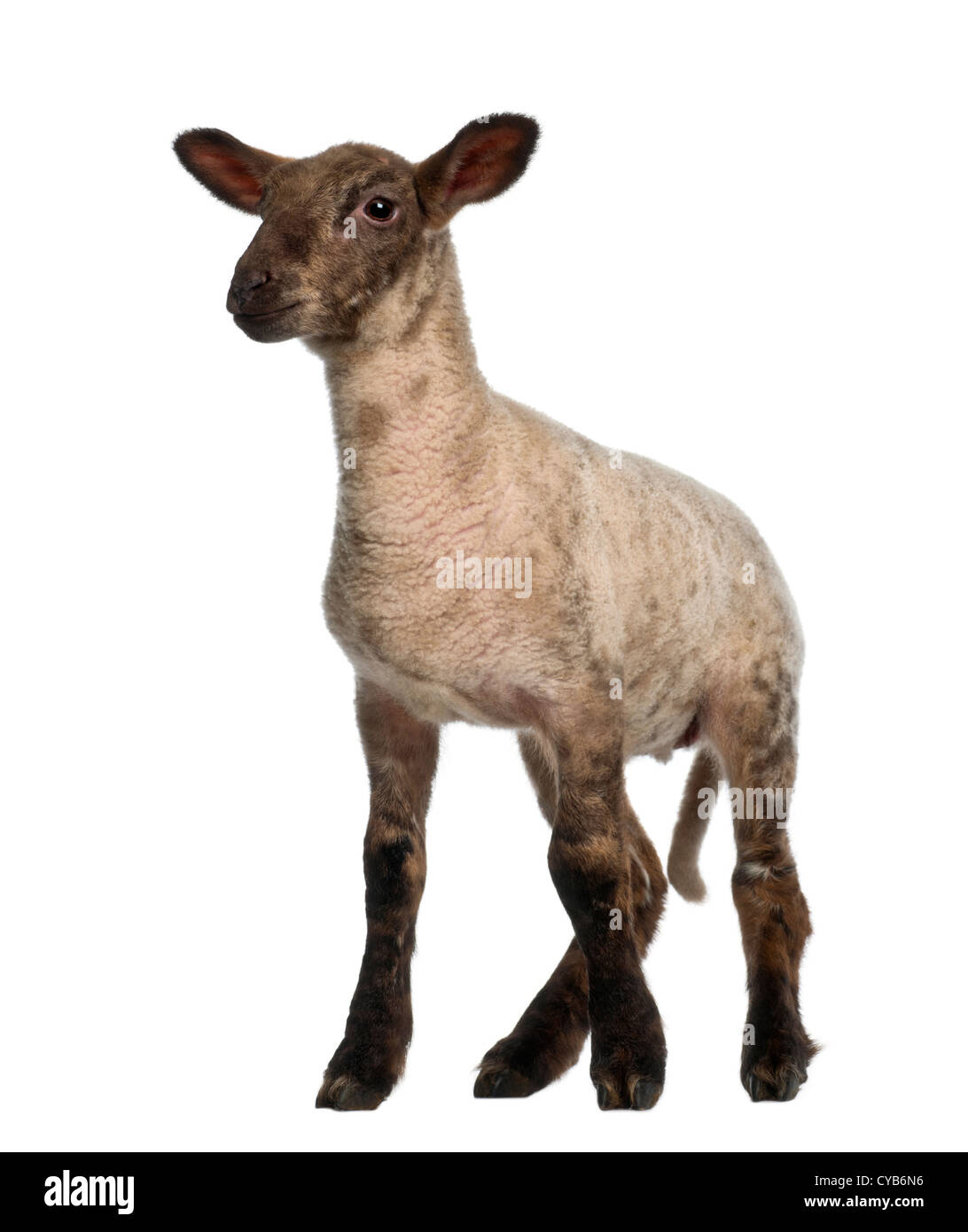 Lamb standing against white background Stock Photo - Alamy