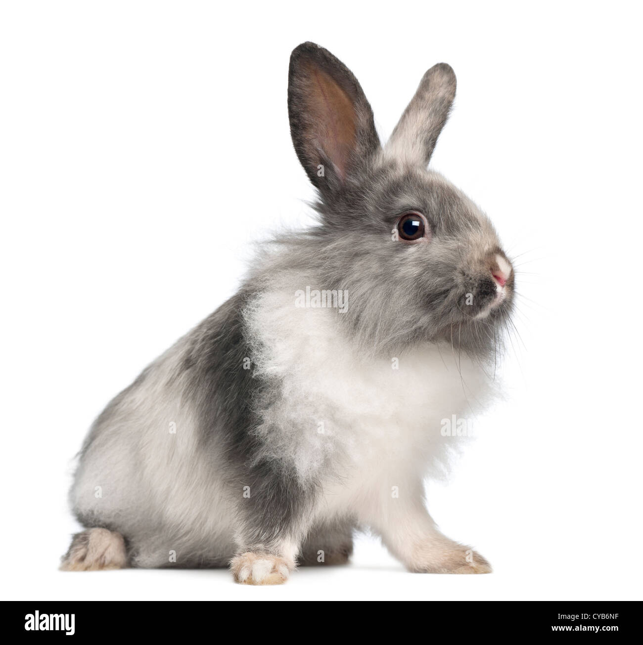 Rabbit sitting against white background Stock Photo - Alamy