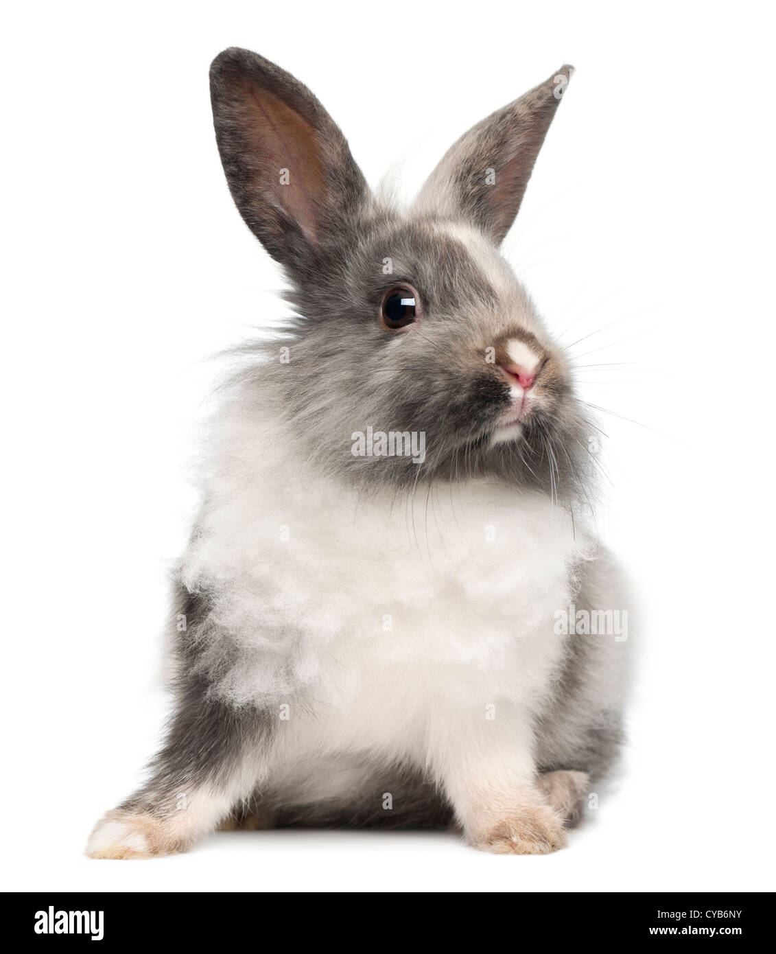 Rabbit sitting against white background Stock Photo - Alamy