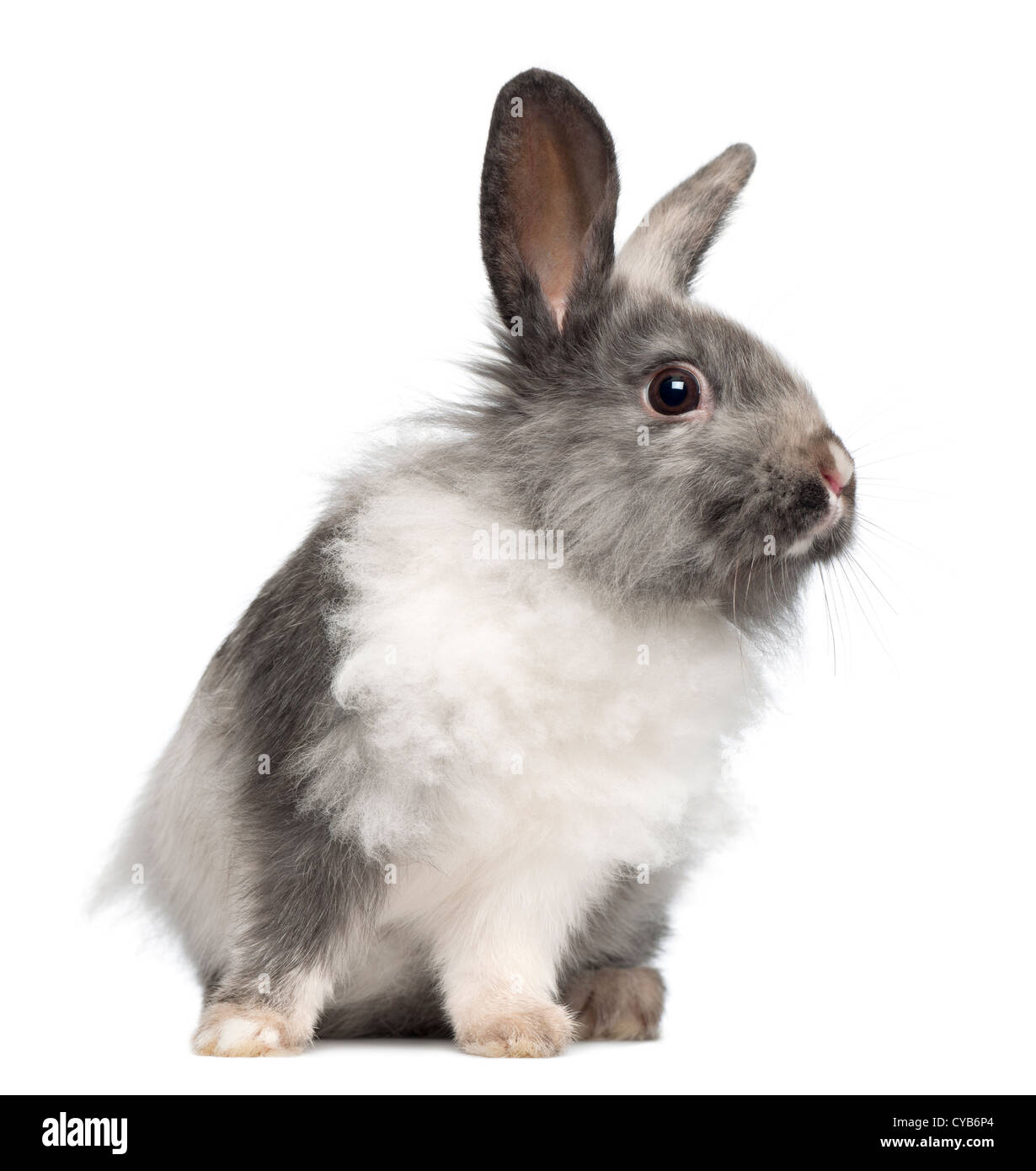 Rabbit sitting against white background Stock Photo - Alamy