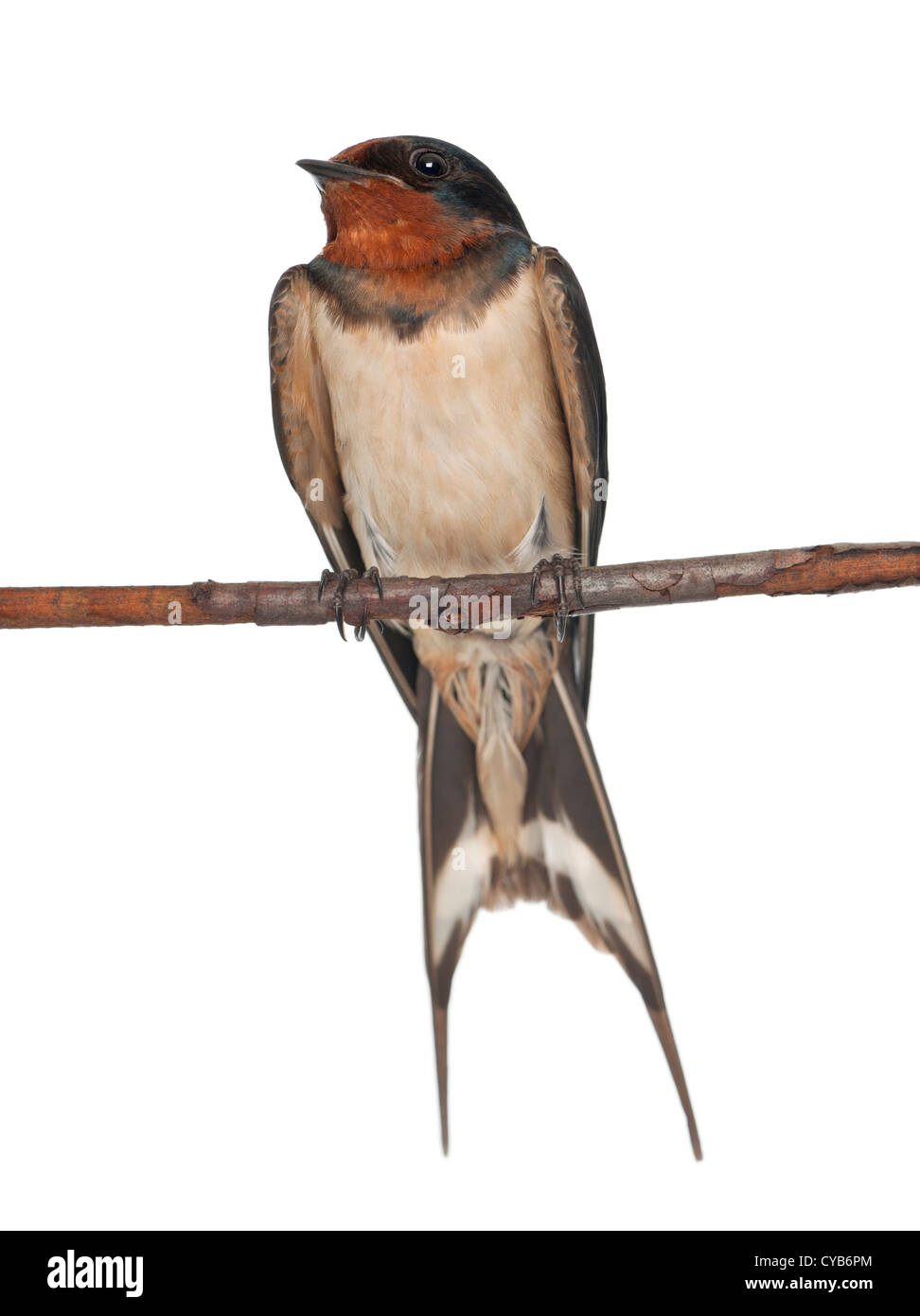 Barn Swallow, Hirundo rustica, perched on a branch against white ...