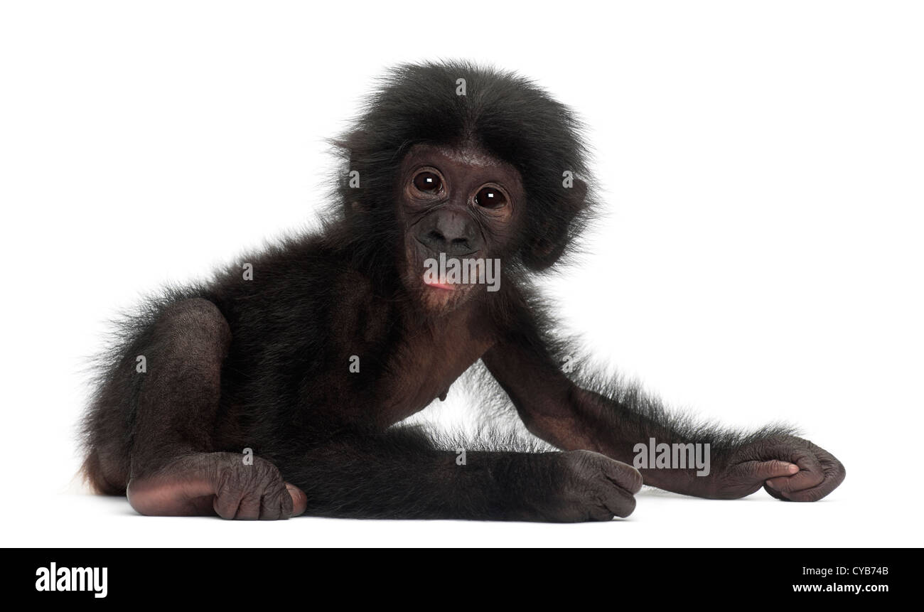 Baby bonobo, Pan paniscus, 4 months old, sitting against white ...