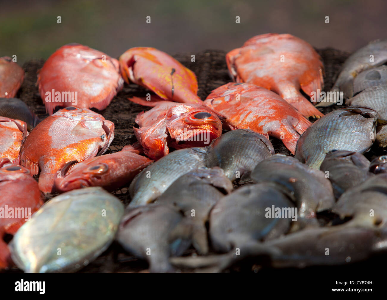 Free Food Provided During Tapati In Anakena beach, Easter Island, Chile ...