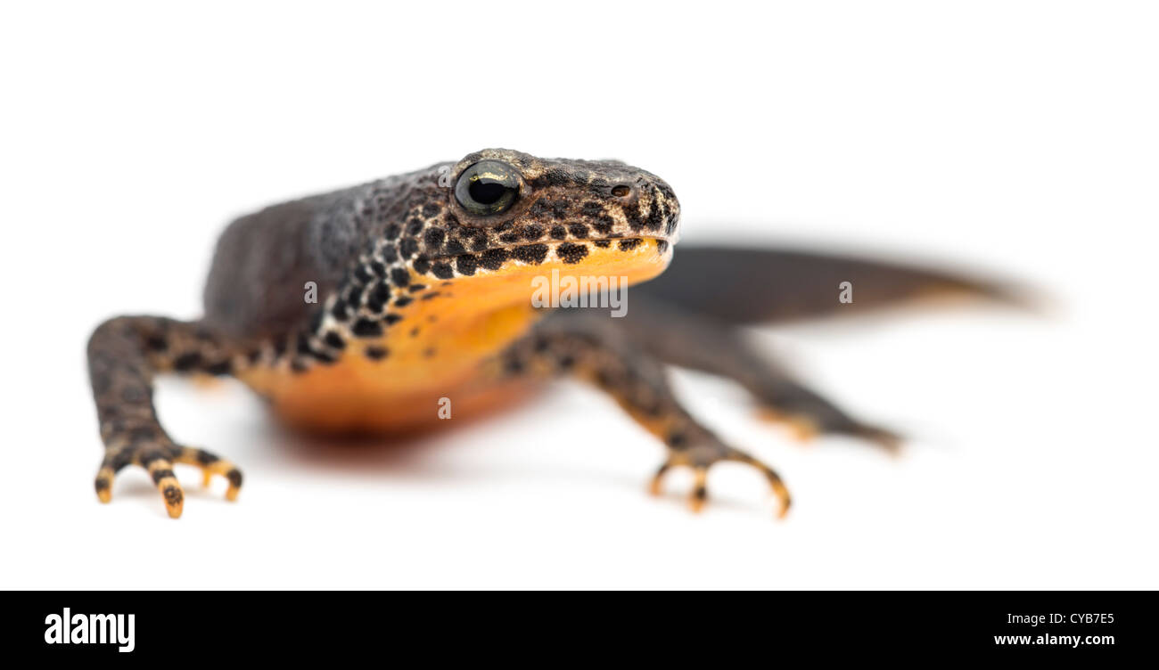 Alpine newt hi-res stock photography and images - Alamy