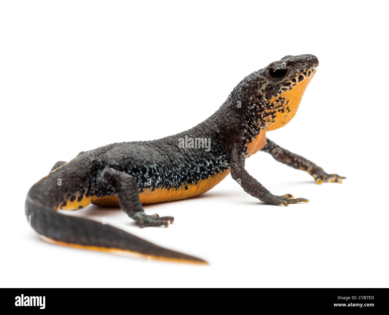 Newt hi-res stock photography and images - Alamy