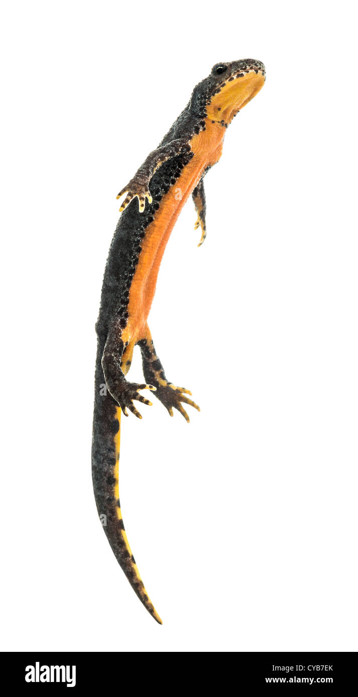 Alpine salamander Cut Out Stock Images & Pictures - Alamy