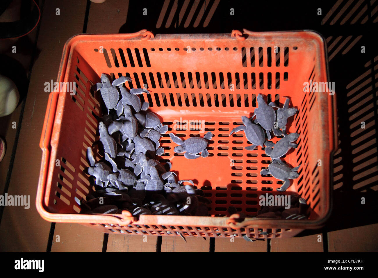 Turtle hatchlings on Selingan Island, Turtle Islands Park, Sulu Sea ...