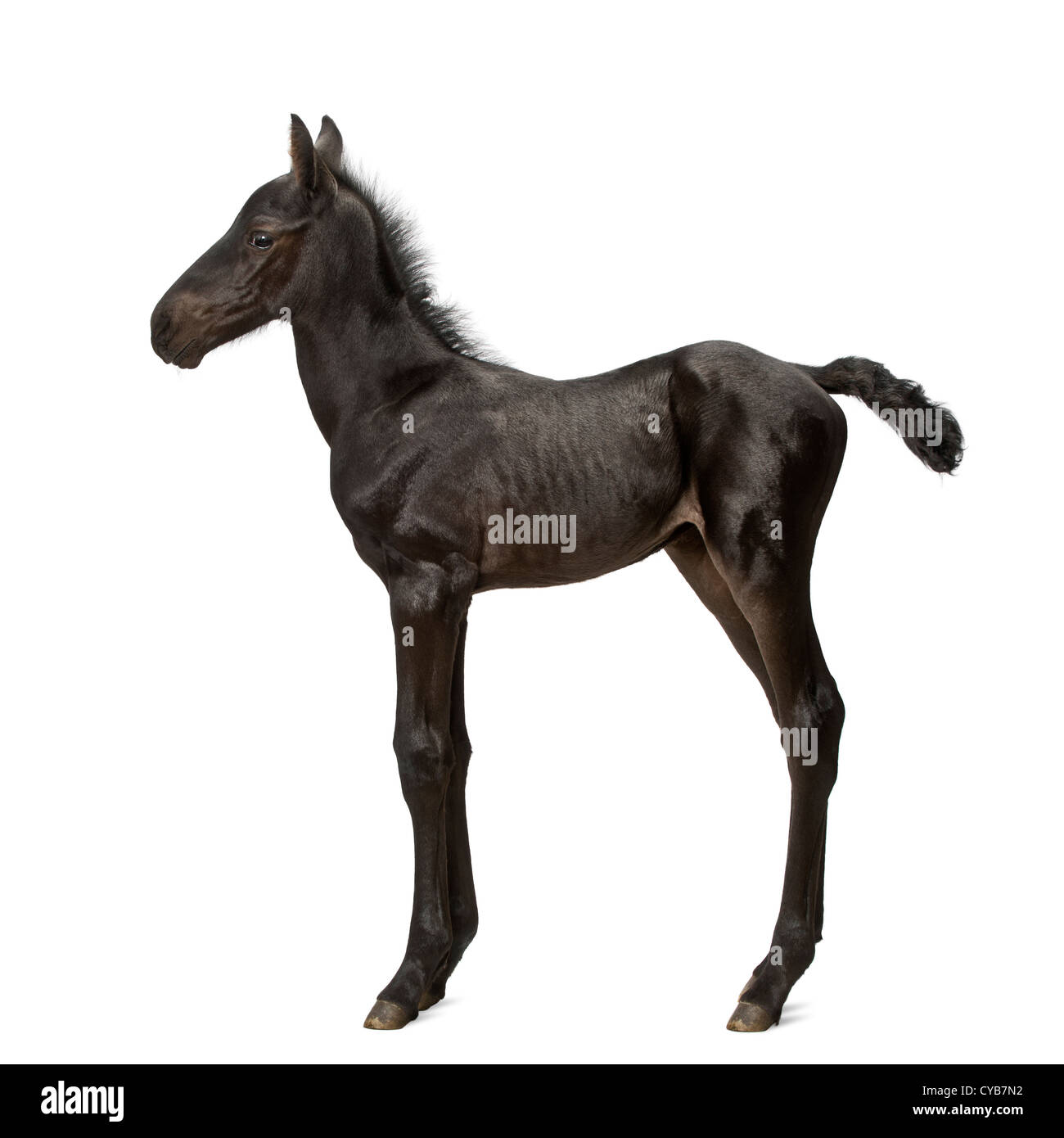 Black And White Foals