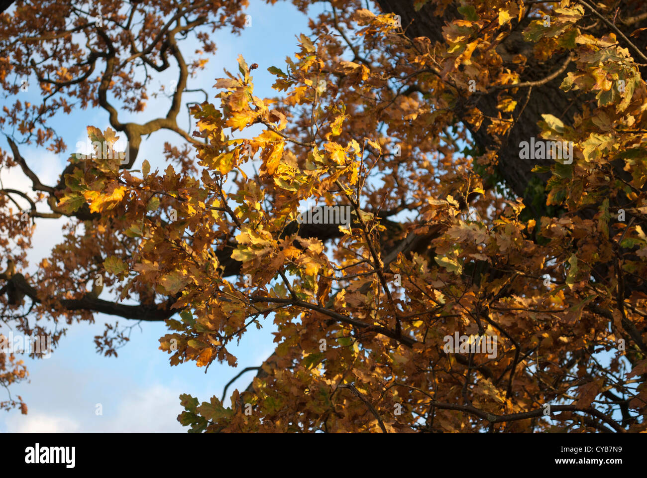 Branches and leaves of large oak tree with golden autumn foliage ...