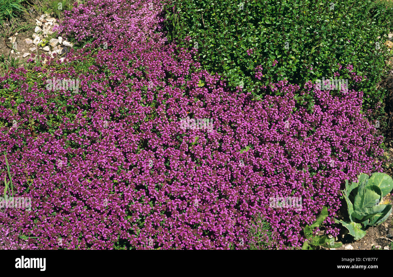 Purple flowering thyme Stock Photo - Alamy