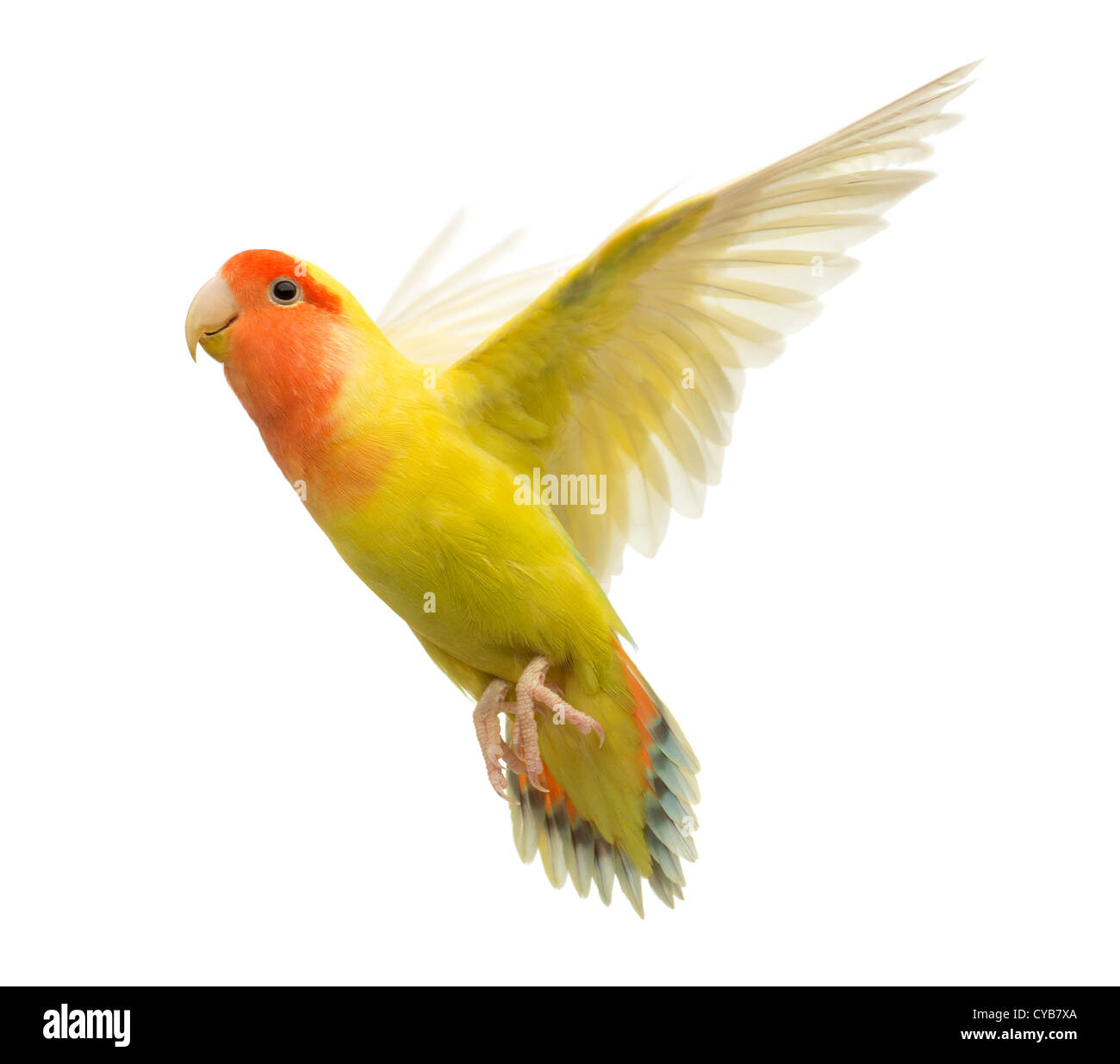 Rosy-faced Lovebird, Agapornis roseicollis, also known as the Peach ...