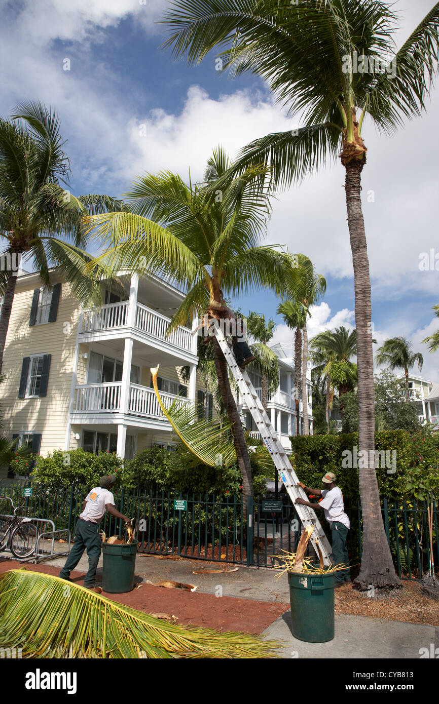 Palm Ladder High Resolution Stock Photography and Images - Alamy
