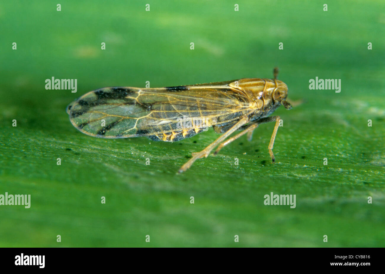 Planthopper High Resolution Stock Photography and Images - Alamy