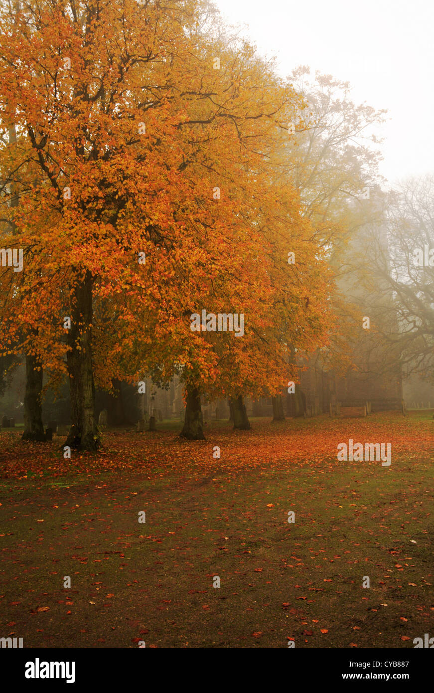 A row of trees in autumn colours leading to the church at Barton Turf ...