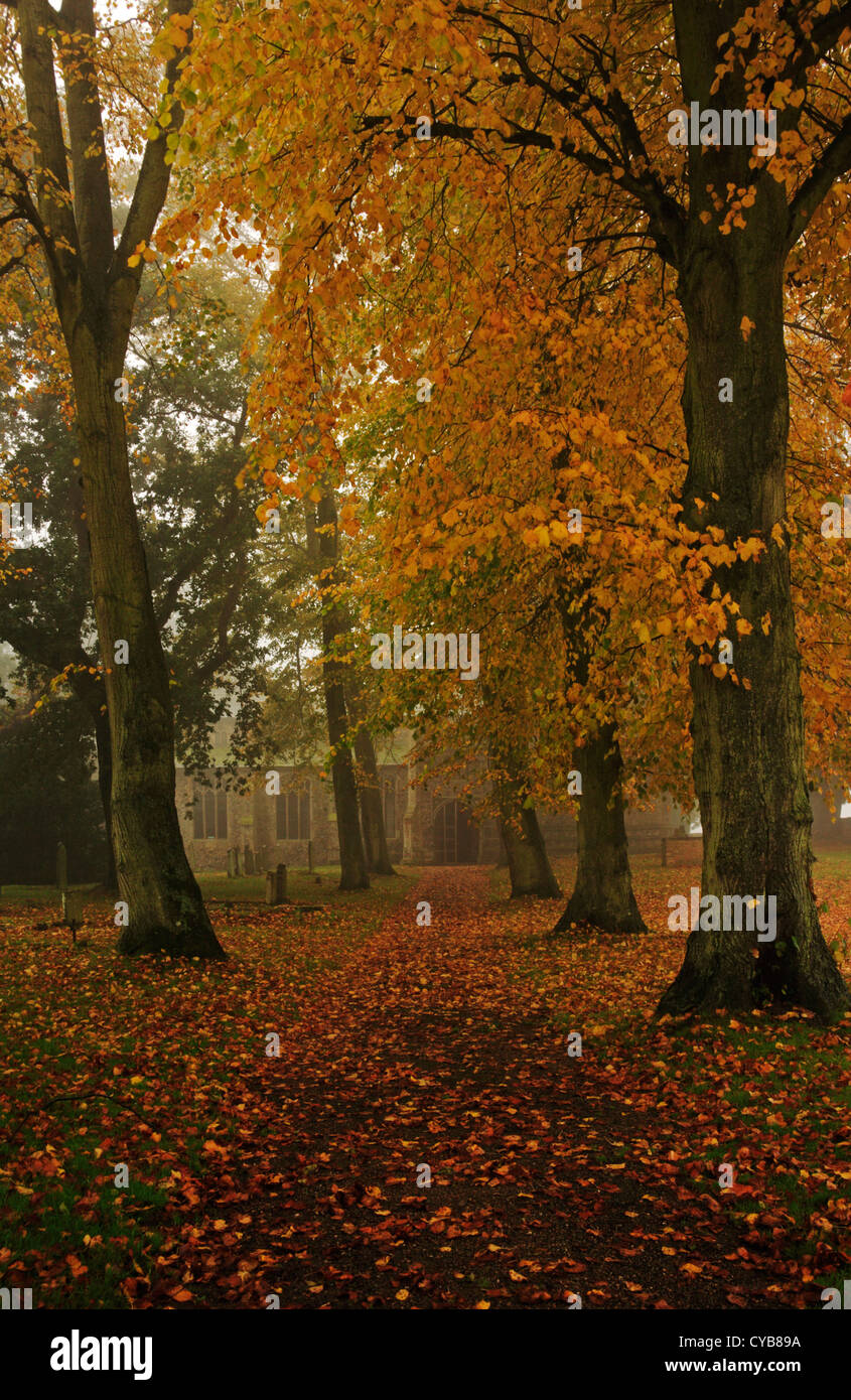 A path through trees in autumn colours to the church at Barton Turf ...